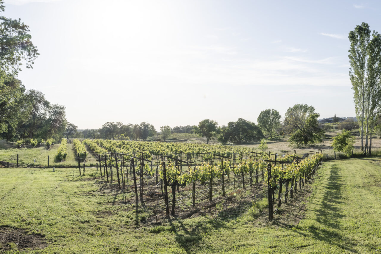 About | Fraser Family Vineyards